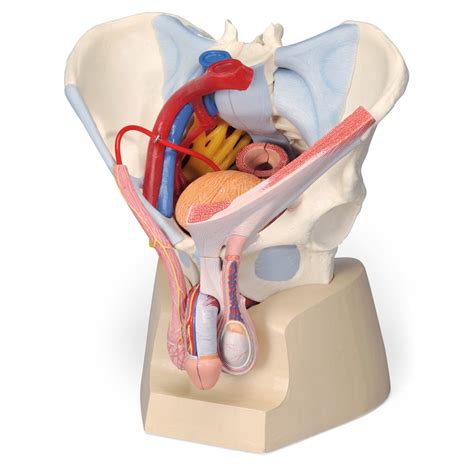 3b Male Pelvis Skeleton Wligaments Vessels Nerves Pelvic Floor