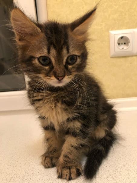 Маленькая кошечка ищет дом и любящего хозяина Пушистая ласковая игривая к лотку приучена