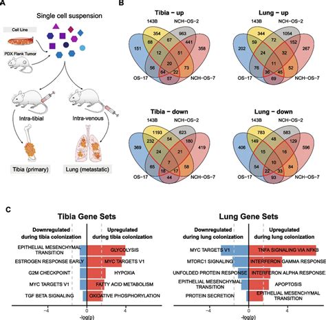 Osteosarcoma Cells Adopt Distinct Transcriptional Profiles As They