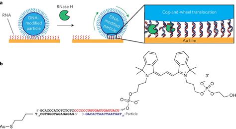 Rnase H Rnase H Swift Analytical