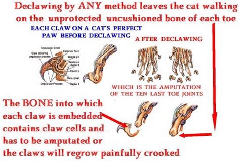 Alternatives To Declawing Humane Society Of Pulaski County