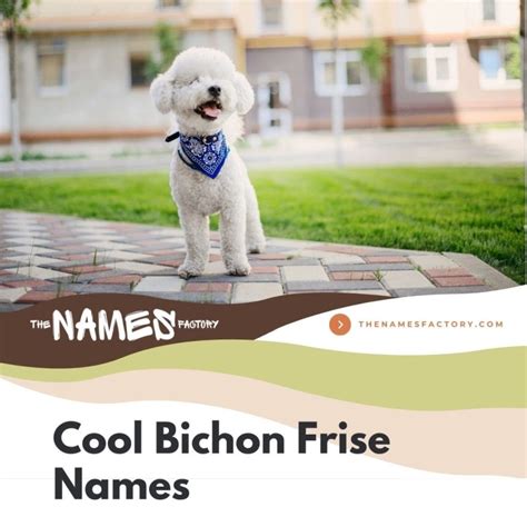 225 Perfect Bichon Frise Names [cute Funny And More ]