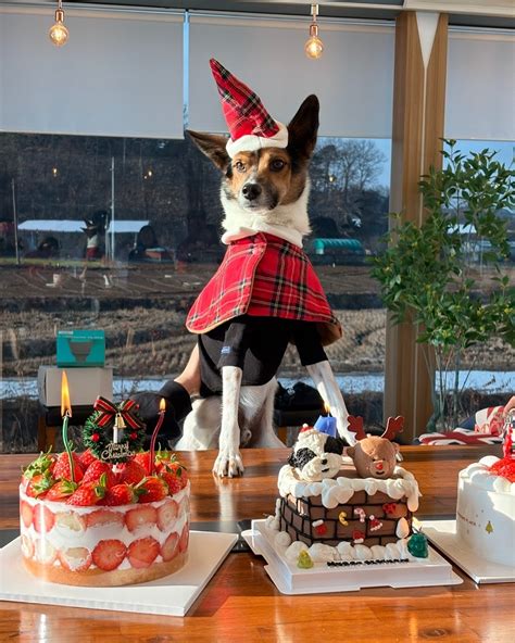 아기대지 변코코 협찬 냄새에 민감한 임오삼촌멍머친구들 보스코 디 코코 항균 에어 스프레이 사용해 봤는데 너무 좋아서 소개해 줄게요 천연 유래 성분으로 99의