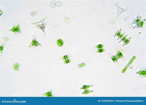 Freshwater Aquatic Plankton Under Microscope View Stock Image 134886001