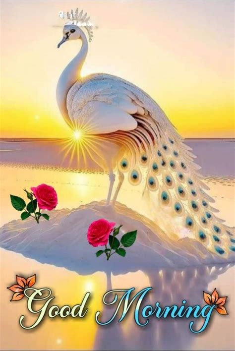 Good Morning Beautiful Peacock Photo Good Morning Pictures