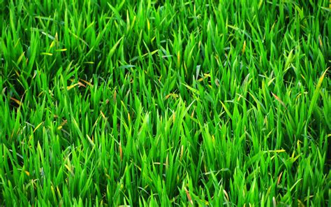 Grass Wallpaper Wallpapersafari