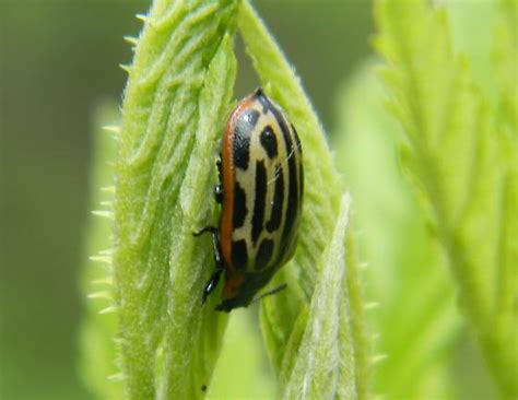Chrysomela Scripta Bugguidenet