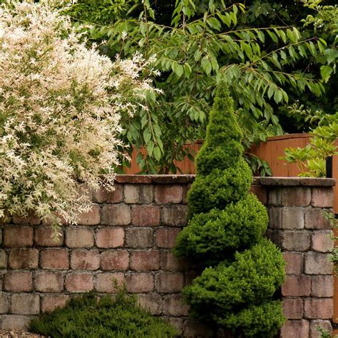 How Tall Do Dwarf Spruce Trees Grow At Karen Medina Blog