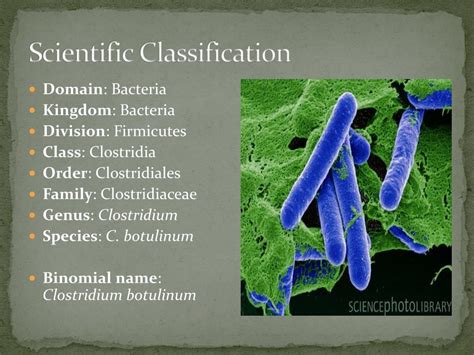 Ppt Clostridium Botulinum Powerpoint Presentation Free Download Id 2187925