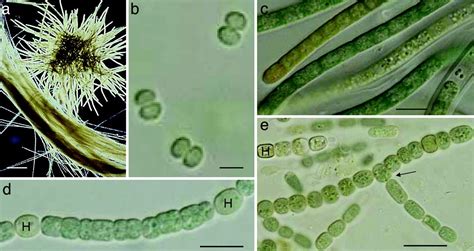 Cyanobacteria Youtube