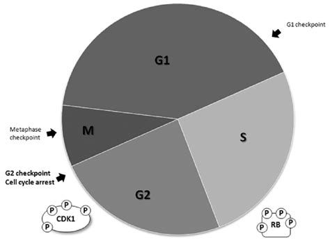 Schematic Representation Of The Cell Cycle Arrest Indicating The