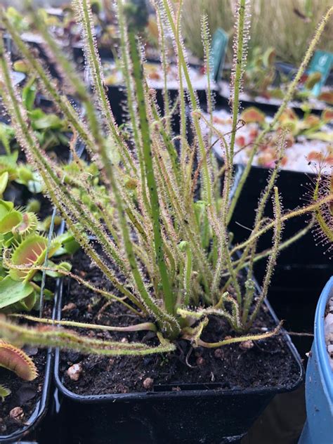 Drosera Filiformis Carnivores Zone