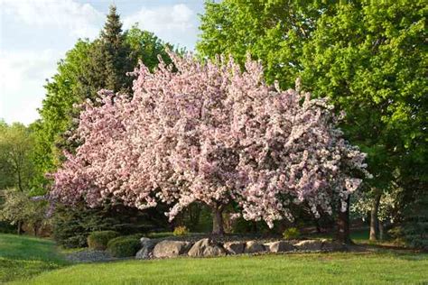 Life In Minnesota 20 Of The Best Trees To Grow In Minnesota Yards Https Lifeinminnesota