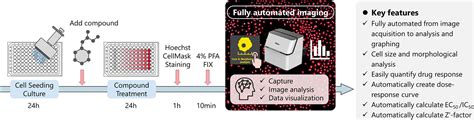 Cell Size And Morphological Analysis Is Easier And More Comfortable With The Fully Automated