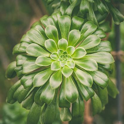 Tropical Plants Succulents The Subject Of Floriculture Cultivation Of