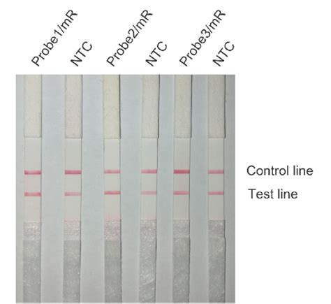 Figure 1 From A Recombinase Polymerase Amplification And Lateral Flow Strip Combined Method That