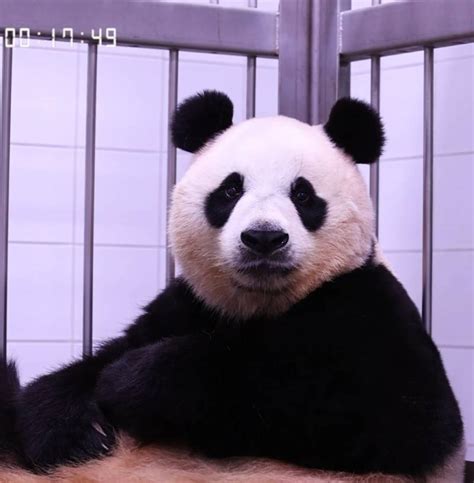 얼굴 동글 눈 동글 귀 동글한 우리 아이바오가 너무 이뻐이뻐🖤 인스티즈instiz 일상 카테고리