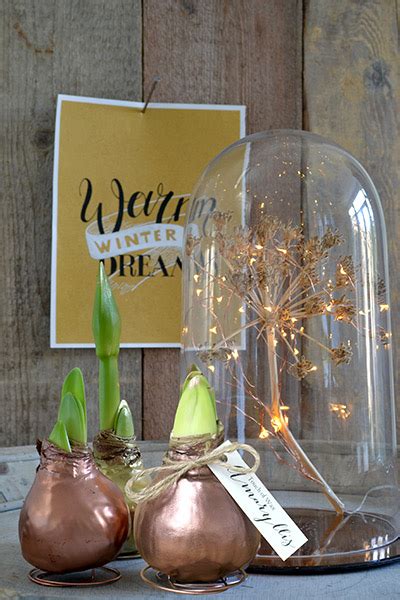 Amaryllis Hippeastrum Christmas Gold Wax With Tag Florissa Flowers Roses Fruits And