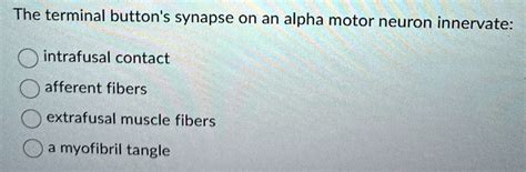 The Terminal Buttons Synapse On An Alpha Motor Neuron Innervate Intrafusal Contact Afferent