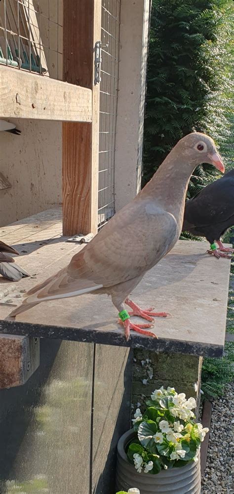 Two Pigeons Perched On A Building Ledge
