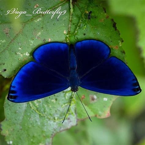 ⚜🦋butterflies On Instagram “⚜️🦋 Butterfly Butterflies