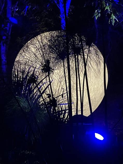 Descano Gardens Forest Of Light Opened Tonight Rlosangeles