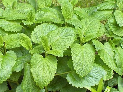Lemon Balm Taxonomy Description Uses Facts Britannica