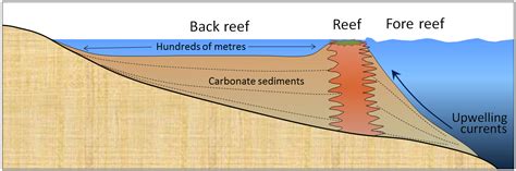Cross Section Through A Typical Barrier Or Fringing Reef Physical Geology
