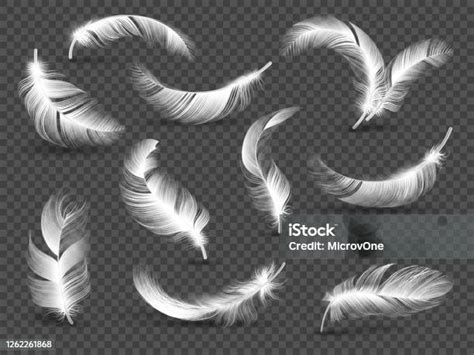 흰색 깃털 투명 한 배경에 고립 된 솜털 돌리는 깃털 사실적인 벡터 세트 3차원 형태에 대한 스톡 벡터 아트 및 기타 이미지 3차원 형태 가벼운 개념 Istock