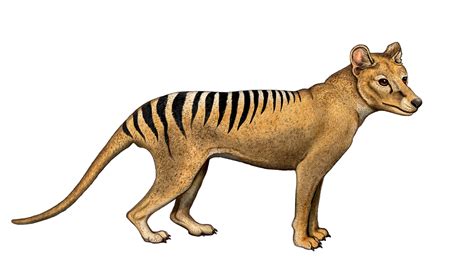 Download Tasmanian Tiger Illustration Wallpaper