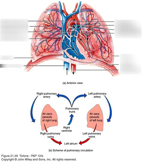 Pulmonary Circulation Diagram Quizlet