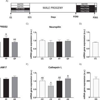Liquid Fructose In Gestation Exacerbates Fructose Induced Augmentation Download Scientific