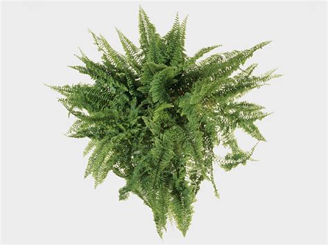 Nephrolepis Exaltata Corditas