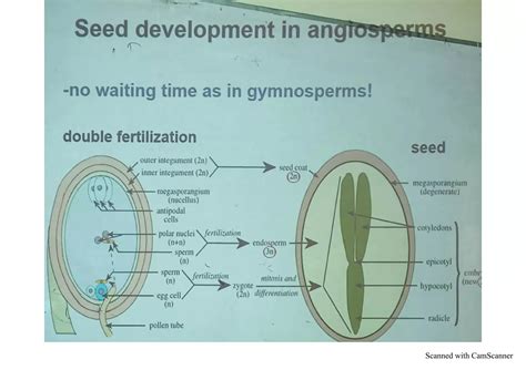 Structure Of Anther Pdf