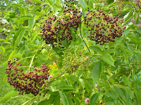 Elderberry Tree