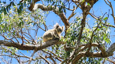 절묘한 중국 소그룹 멜버른 그레이트 오션 로드 중국어 1일 투어 멜버른 출발 Kkday