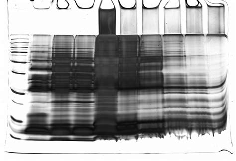 Shows That The Differential Extraction Remains Not Quantitative And