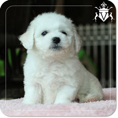 비숑프리제 말티즈무료분양 고양이품종 털안빠지는강아지 애견 강아지키우기 샴고양이 아메리칸숏헤어 말티푸무료분양 빅토리아펫 강아지분양 펫샵