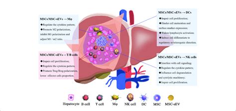 The Mechanisms Of MSC MSC SEV Modulation Of Immune Cells The Download Scientific Diagram