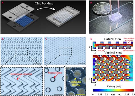 Characteristics Of Herringbone Microfluidic Chip A Schematic Diagram