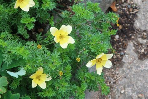 ビデンス簡単な管理で長く花を楽しむことができる モルミンの庭