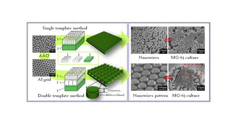 Cellular Interactions On Hierarchical Polyε Caprolactone Nanowire Micropatterns Acs Applied