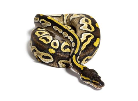 Pastel AVC Ball Python Python Regius Isolated On White Stock Image