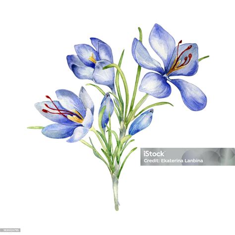 흰색에 고립 된 사프란 향신료의 수채화 그림입니다 Crocus Sativus 식물 예술의 꽃 무리 손으로 그린 봄 보라색 꽃을 그렸습니다 부활절 카드 패키지 엽서 디자인 0