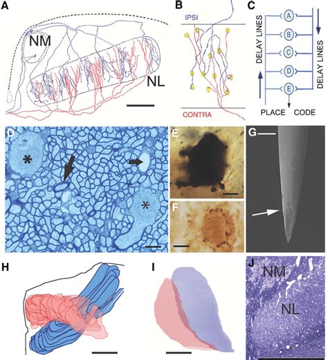 Interaural Time Difference Itd Coding Circuits And Nucleus Laminaris Download Scientific