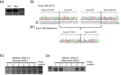 Deletion Of Human Ttn Exon 280 By A Two Sgrna Crispr Systems A