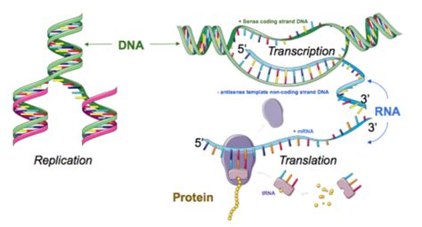 Bioinformatics Flashcards Quizlet Bioinformatics Flashcards Quizlet