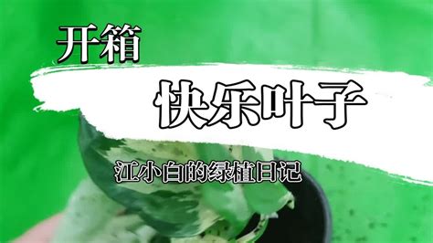【绿植开箱】快乐叶子，属于绿萝家族的一员，喜欢带锦植物的不容错过！ Youtube
