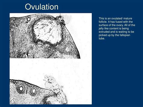 Ppt Histology Of The Reproductive Systems Powerpoint Presentation