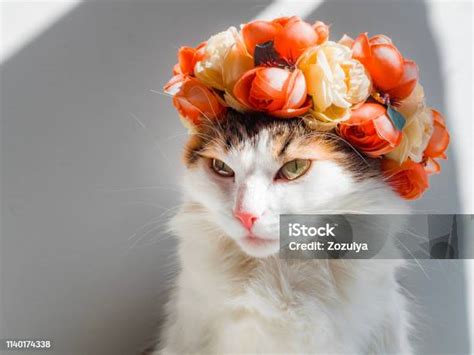 그의 머리에 화 환과 아름 다운 칼 리코 고양이 그녀의 머리에 꽃 Diadem 귀여운 키티는 태양에 앉아서 멀리 보인다 귀여운에 대한 스톡 사진 및 기타 이미지 Istock